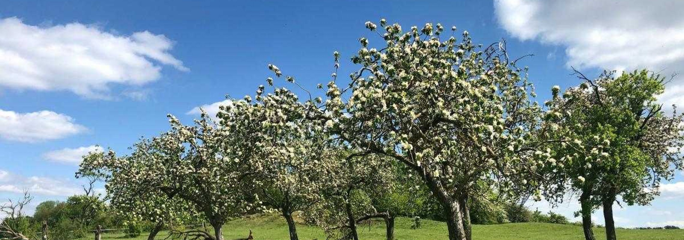 Stropirea pomilor - ghid practic pentru o livada de vis - eGospodarul